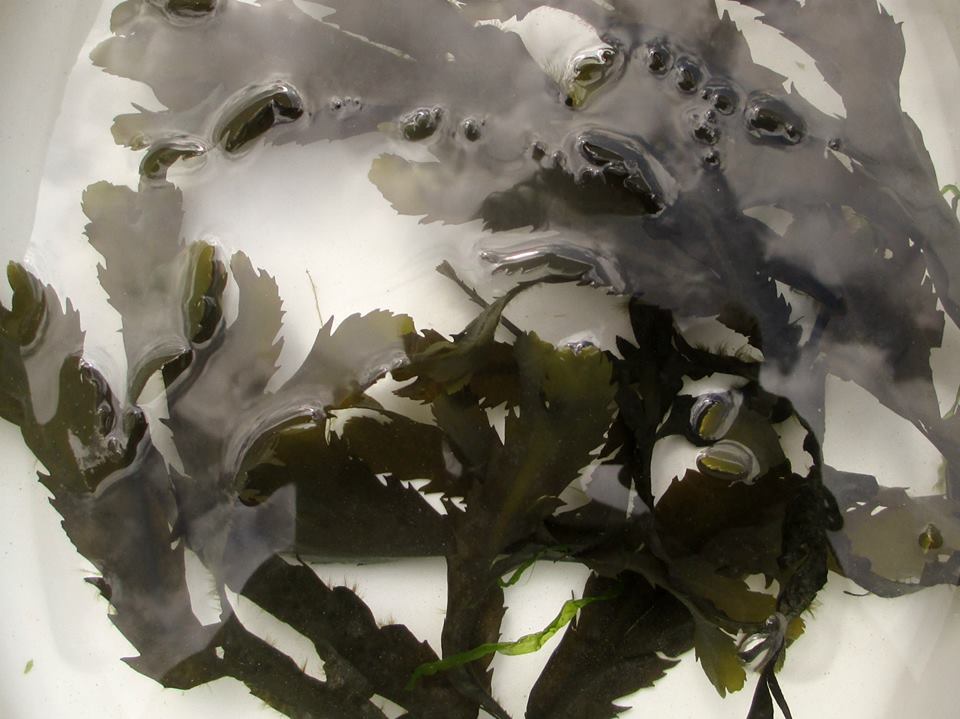 brown-cornish-seaweed | Madeleine Jude